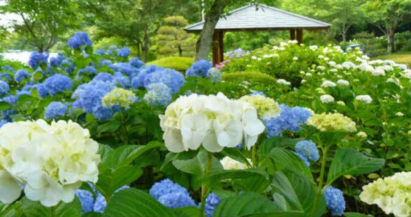 Pengertian Kembang Bokor dan Manfaatnya