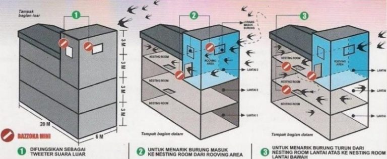 Cara Sukses Ternak Burung Walet Rumahan Cepat Banyak Sarang