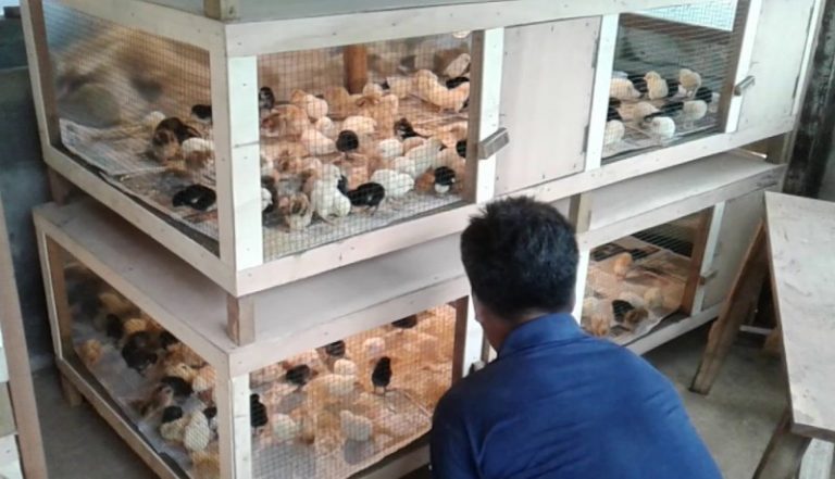 Model dan Ukuran Membuat Kandang Ayam DOC Semi Modern