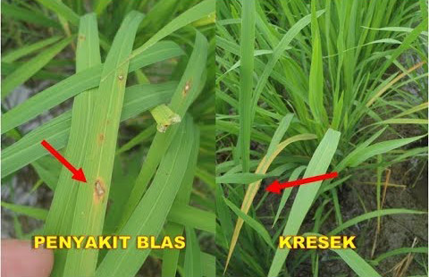 Ciri Serangan dan Pecegahan Penyakit Blast Daun Pada Tanaman Padi