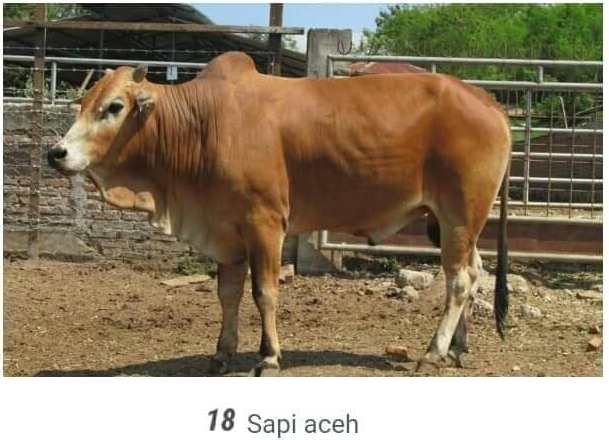 Macam dan Jenis Sapi Lokal dan Impor yang Jadi Pilihan untuk Kurban