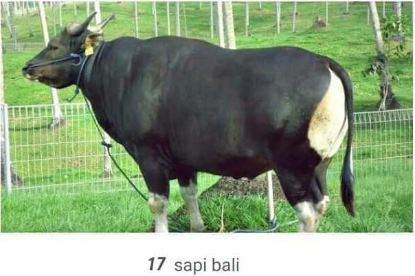 Macam dan Jenis Sapi Lokal dan Impor yang Jadi Pilihan untuk Kurban