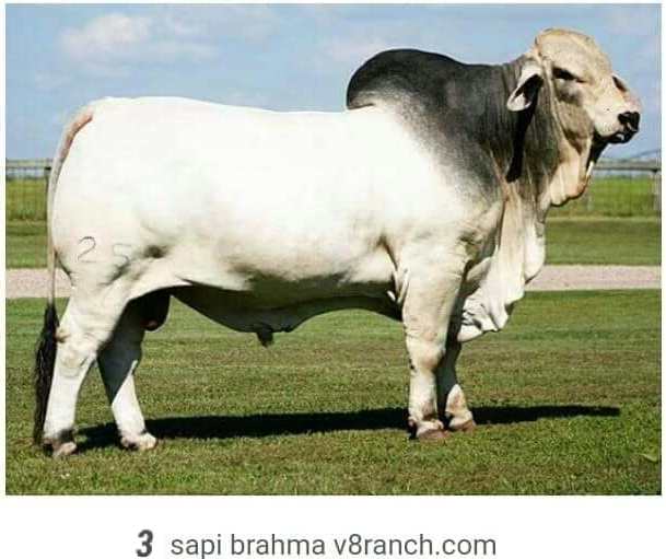 Macam dan Jenis Sapi Lokal dan Impor yang Jadi Pilihan untuk Kurban