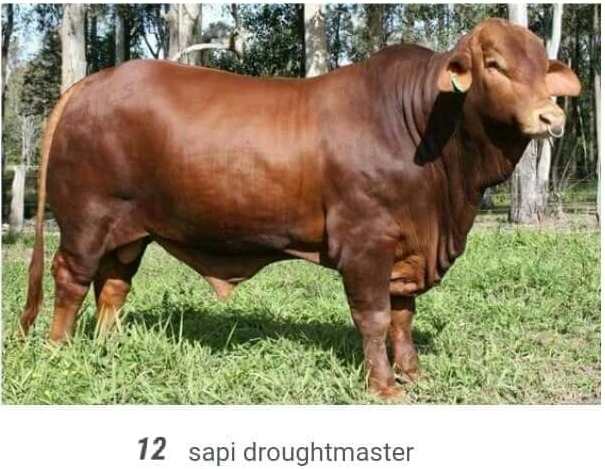 Macam dan Jenis Sapi Lokal dan Impor yang Jadi Pilihan untuk Kurban