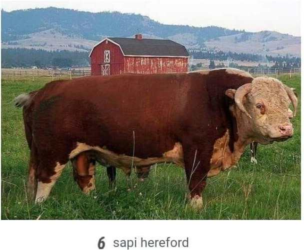 Macam dan Jenis Sapi Lokal dan Impor yang Jadi Pilihan untuk Kurban