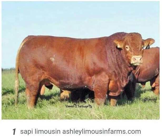 Macam dan Jenis Sapi Lokal dan Impor yang Jadi Pilihan untuk Kurban