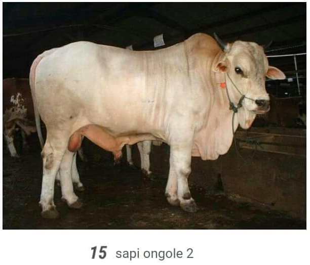 Macam dan Jenis Sapi Lokal dan Impor yang Jadi Pilihan untuk Kurban